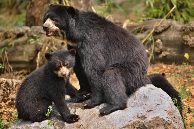 Where to see Andean spectacled bears in their natural habitat?